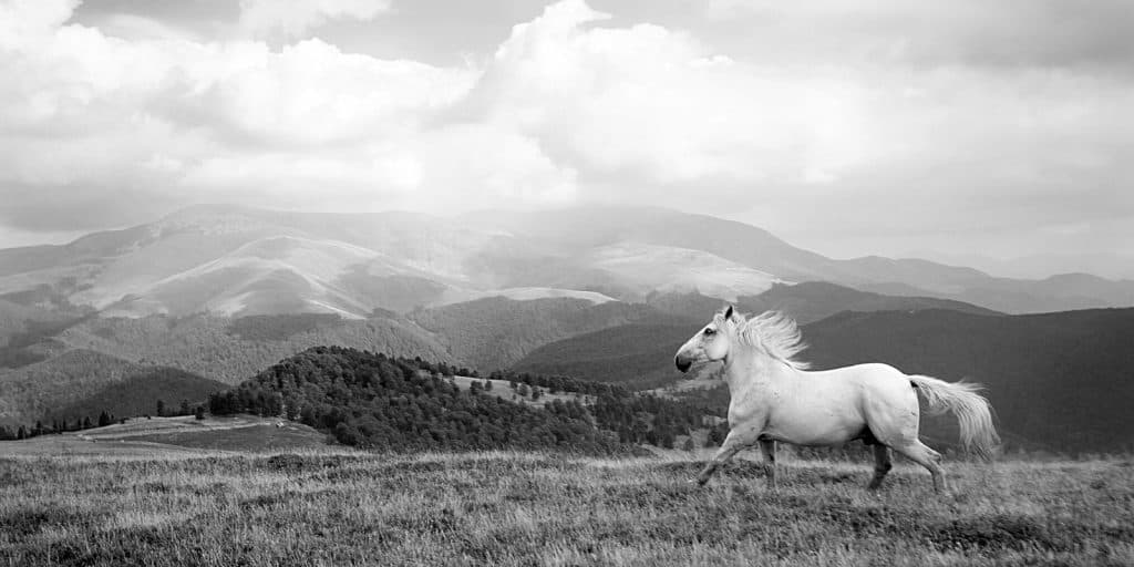 The Farmer who Lost his Horse (3 Versions + Infographic) | Sloww